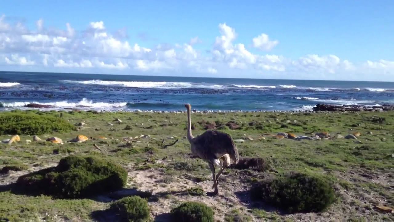 Animals seen in Cape Town - YouTube