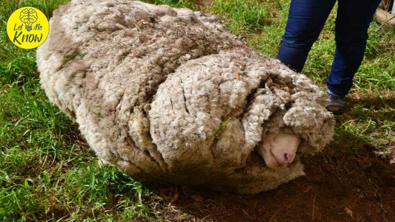 Hikers Saw That This Neglected Sheep Could Barely Stand, So A Shelter ...