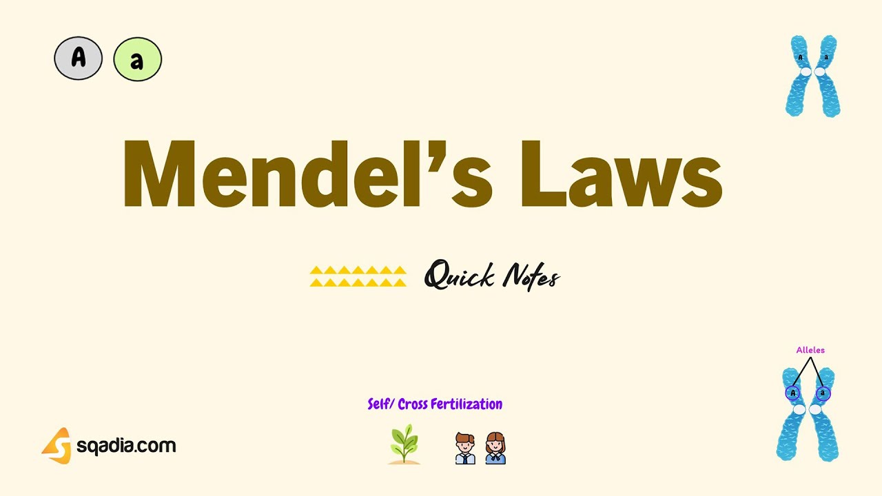 Mendel’s Laws - Introduction | Basics of Genetics - YouTube