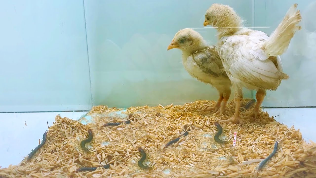 Chicken vs 100 Centipede - Insect Club - YouTube