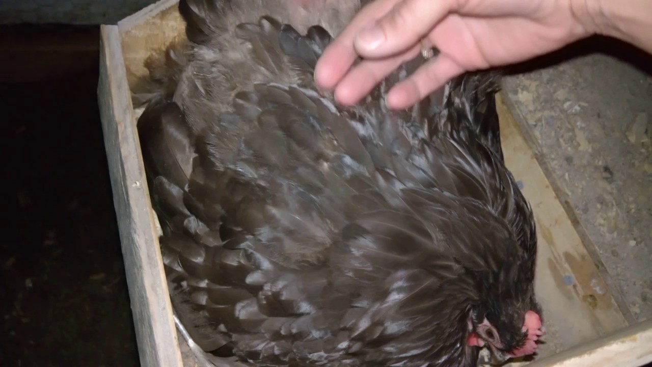 Broody Chocolate Orpington hen - YouTube