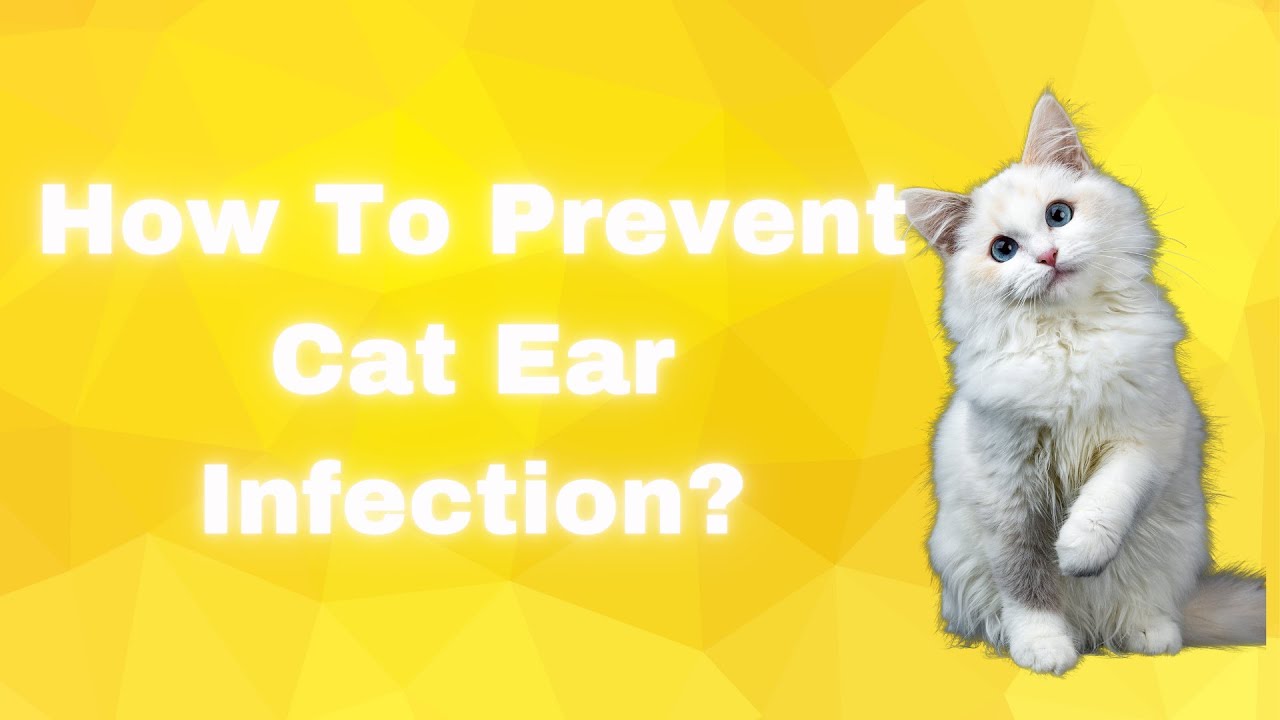 Symptoms of Cat Ear Infection and How To Prevent It? 🐱🐾 - YouTube