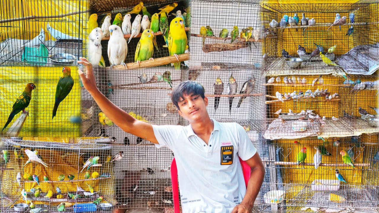 New Cheapest birds Shop opening in UP - YouTube