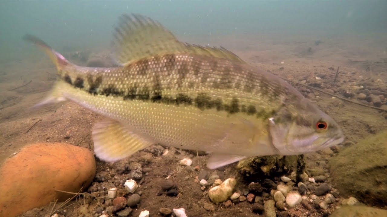 Underwater Footage | Big Spotted Bass Eating Swimbaits and Jigs! - YouTube