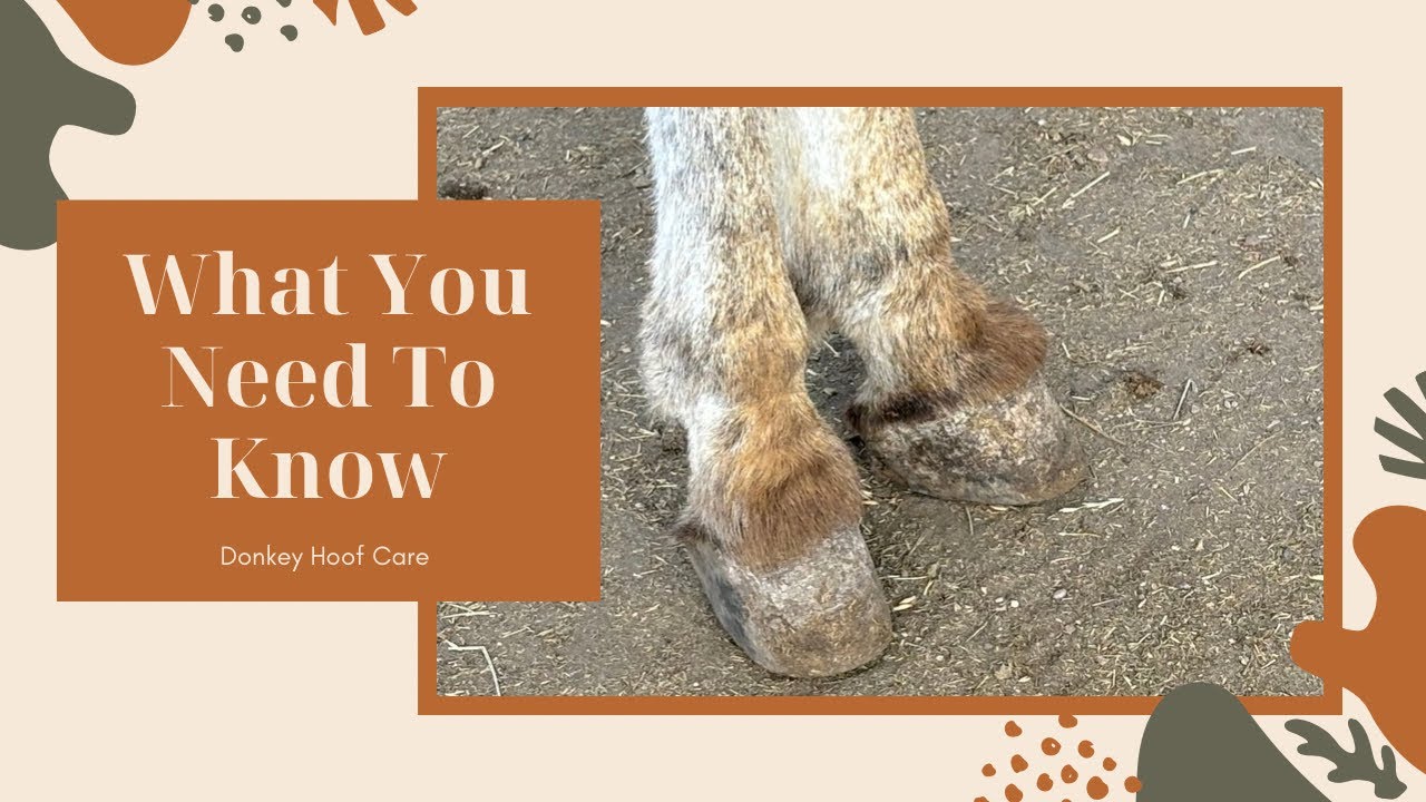 Donkey Hoof Care: What Every Owner MUST Know - YouTube