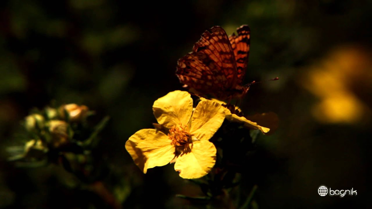 Wildlife-Slow Motion HD - YouTube