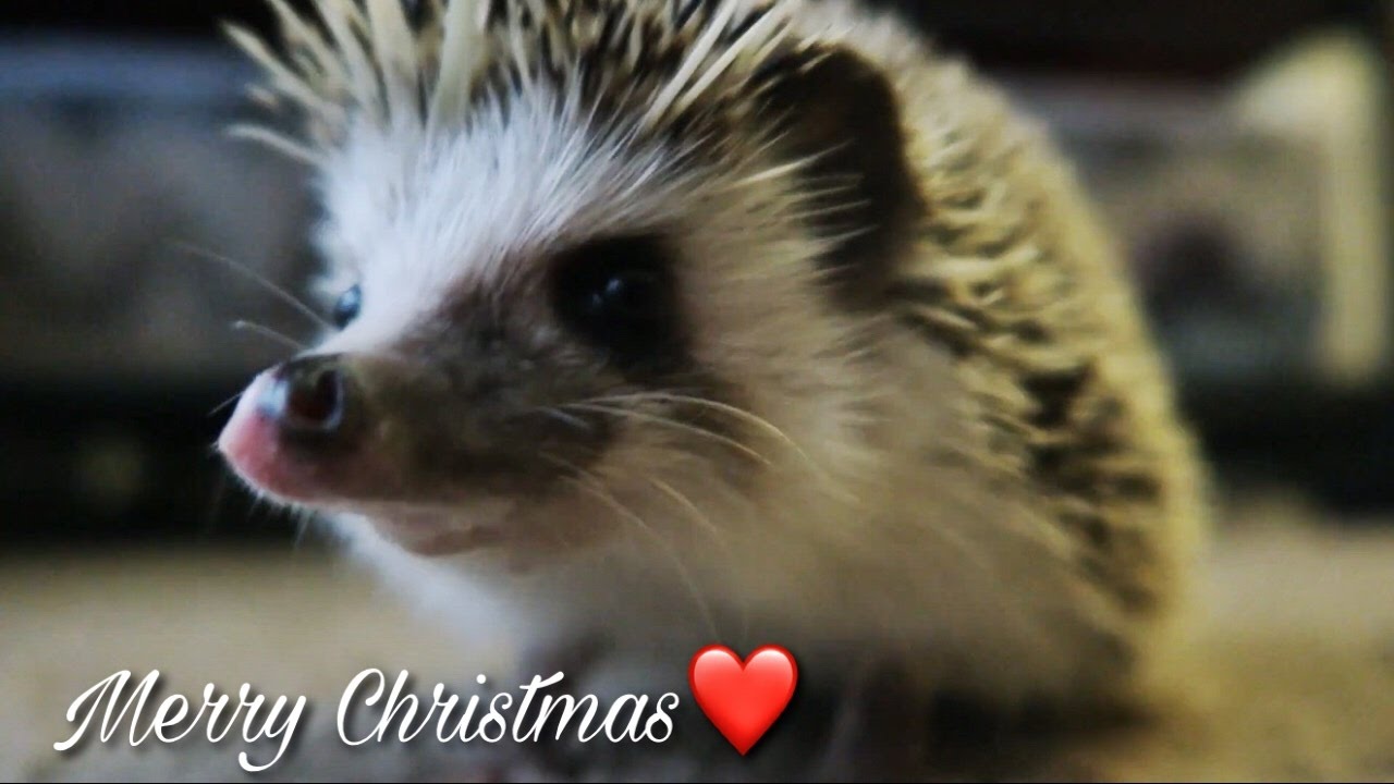 Hedgehog Anointing! The Last Day of Vlogmas! - YouTube