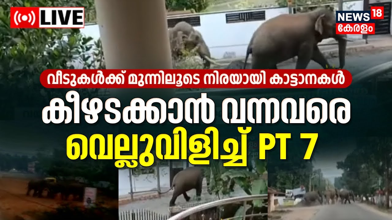 LIVE | Wild Tusker PT7 In Dhoni | Palakkad | PM2 Elephant | Kerala ...