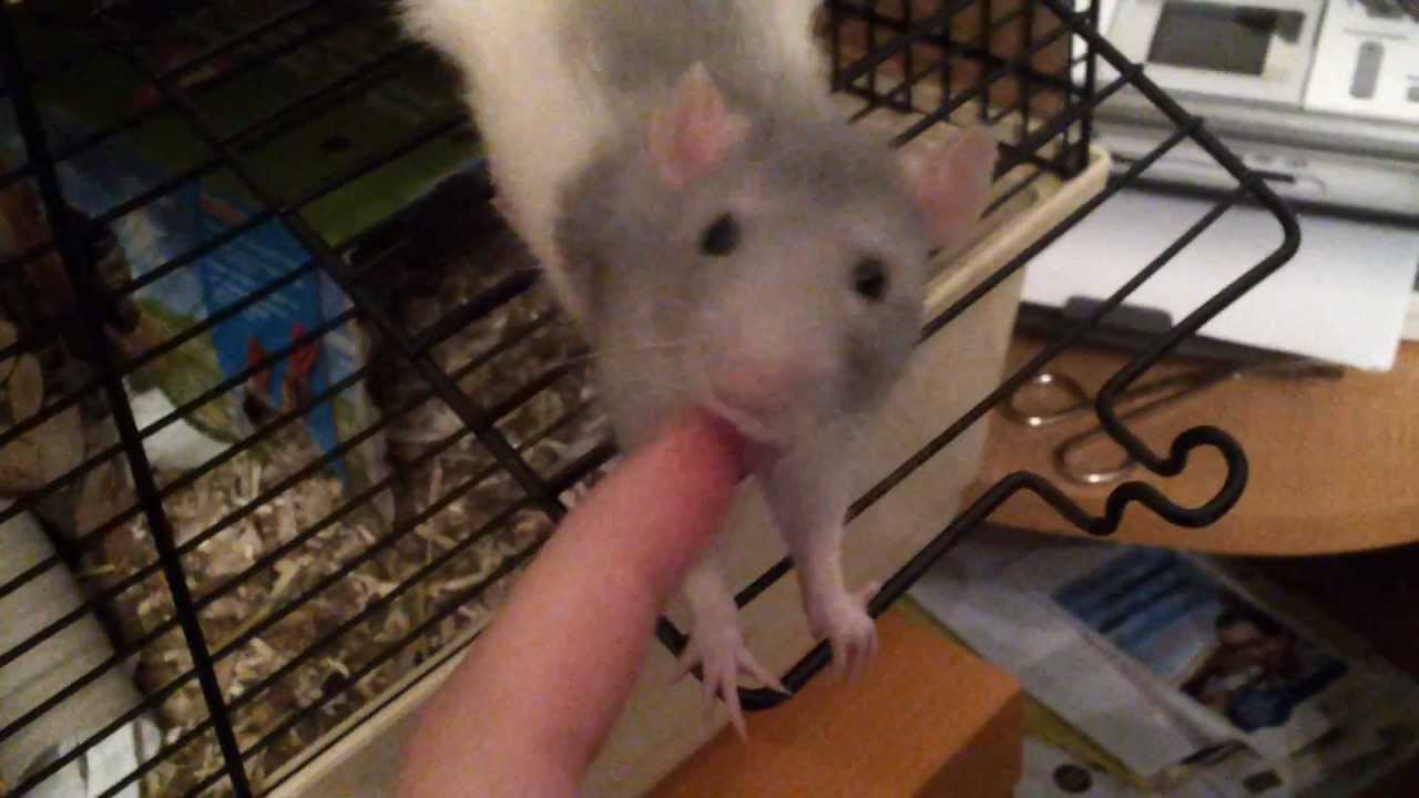 Meine farbratten - YouTube