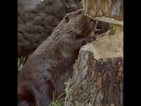 Yellowstone milli parkını değiştiren 14 kurt...