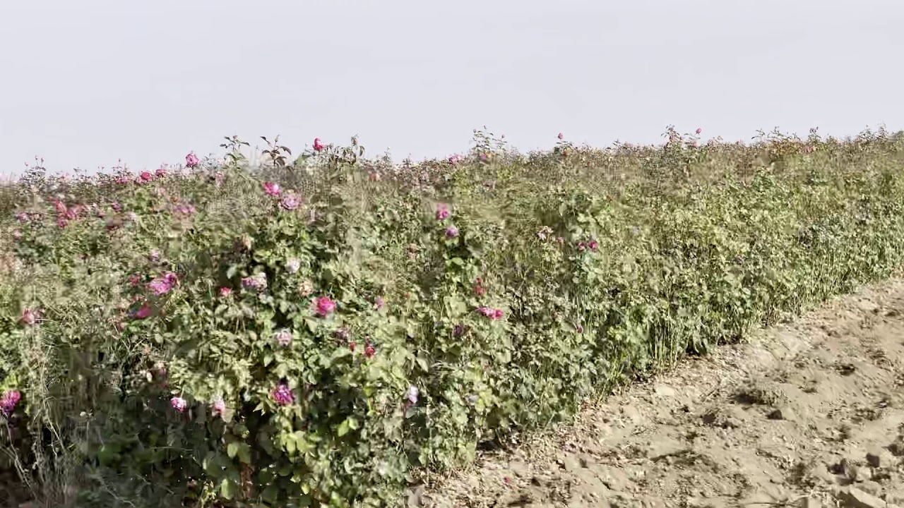 Wasco, CA field of roses - YouTube
