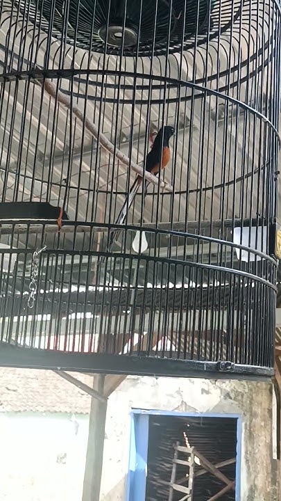 pancingan murai batu gacor dan emosi - YouTube