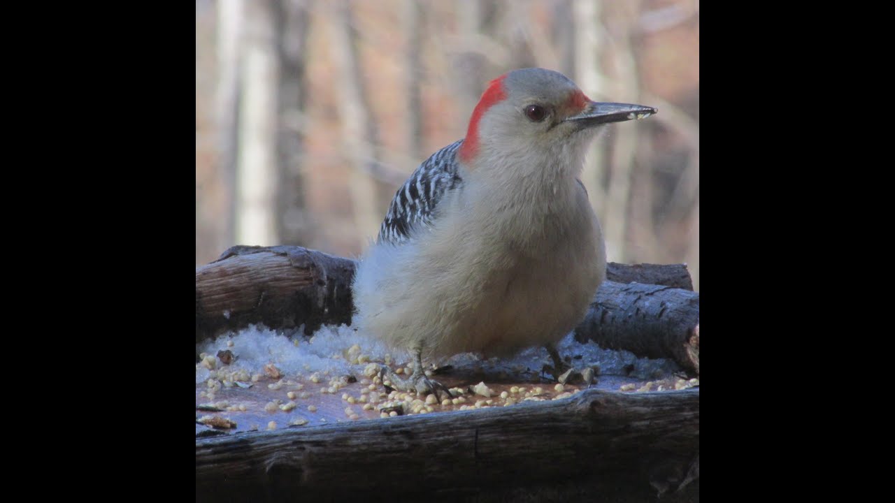 Bird Watching as Snow Melt Begins- Peaceful Ambient Sounds of Nature ...