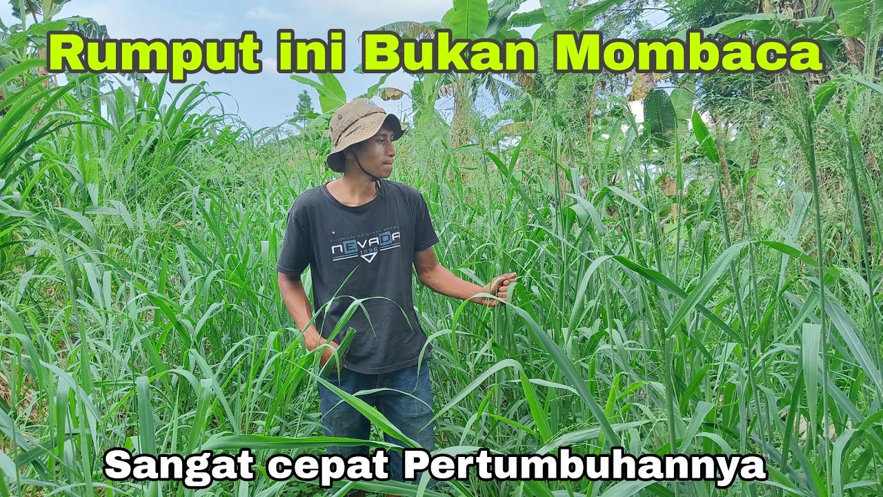 Rumput Seperti Mombaca, Pertumbuhannya Cepat Banget - YouTube