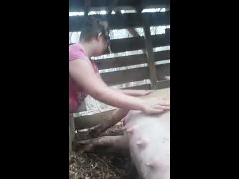 Sissy in labor 400 plus lb Sow