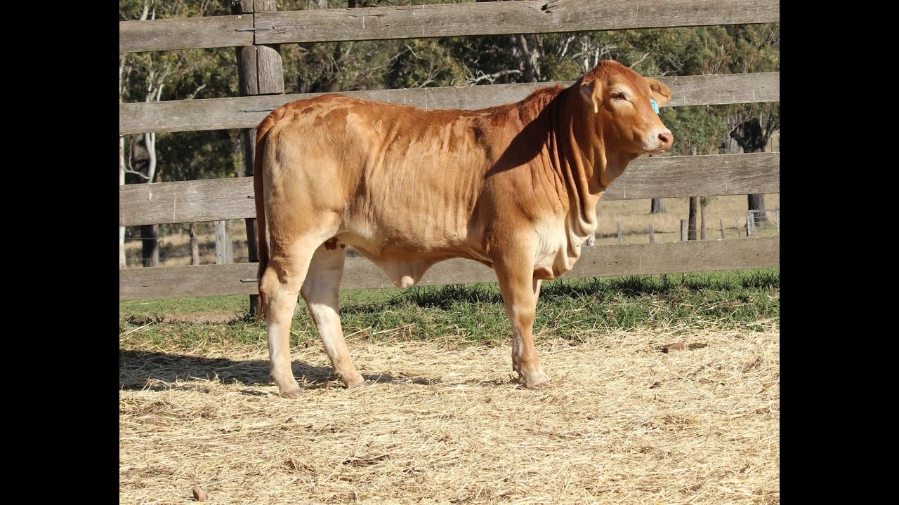 Vale View Elisa 2 - Lot 8 Vale View Genetics Helmsman Auction - YouTube