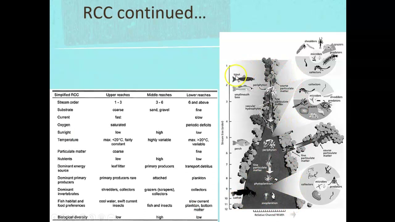 River Continuum Concept - YouTube