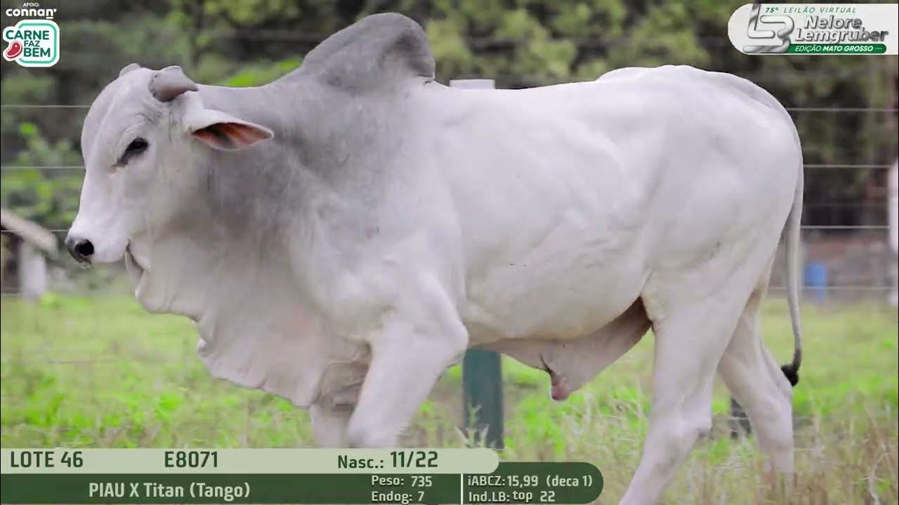 LOTE 46 LBMN E8071 - YouTube