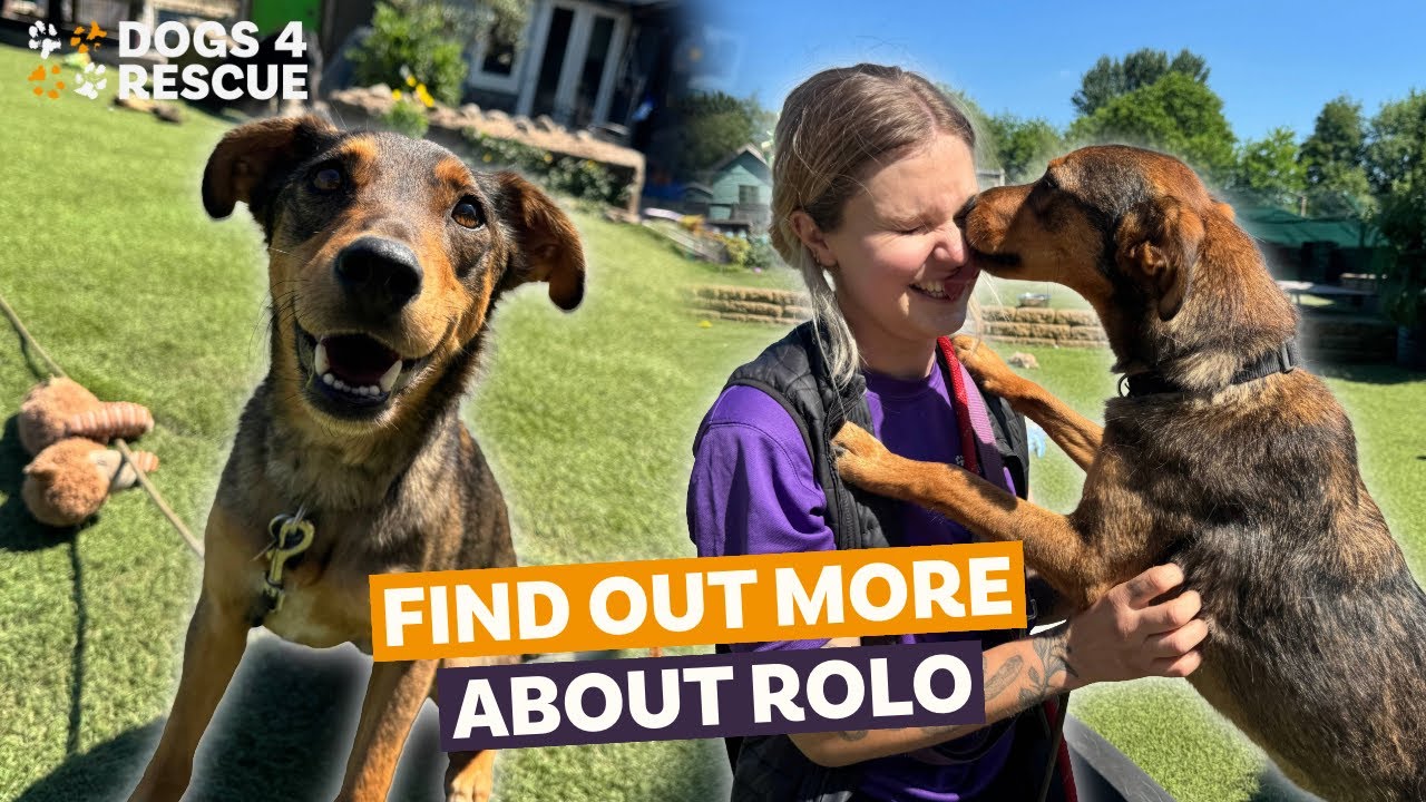 Find out more about Rolo | Dogs 4 Rescue - YouTube