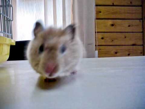 fifi.wmv