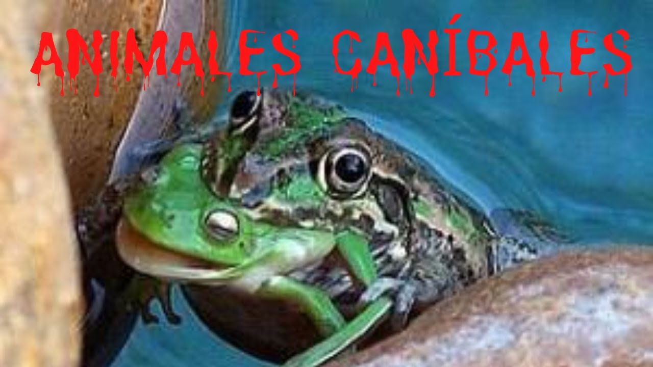 TOP Animales CANÍBALES | ¡SE COMEN ENTRE ELLOS! - YouTube