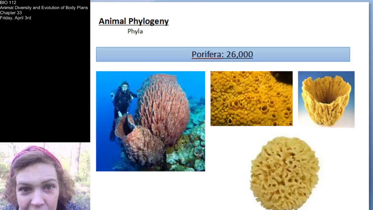 Chapter33 April 3rd: Animal Diversity and Evolution of Body Plans (part ...