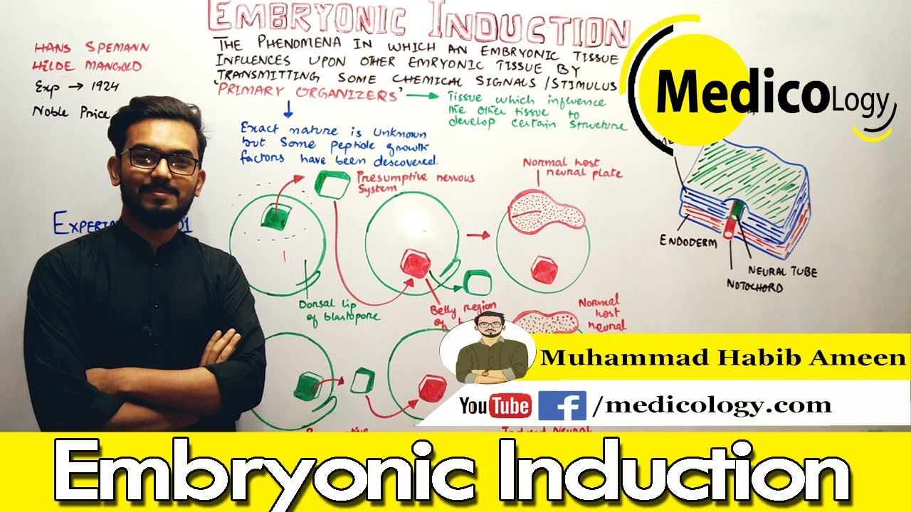 Embryonic Induction || Growth and Development - YouTube