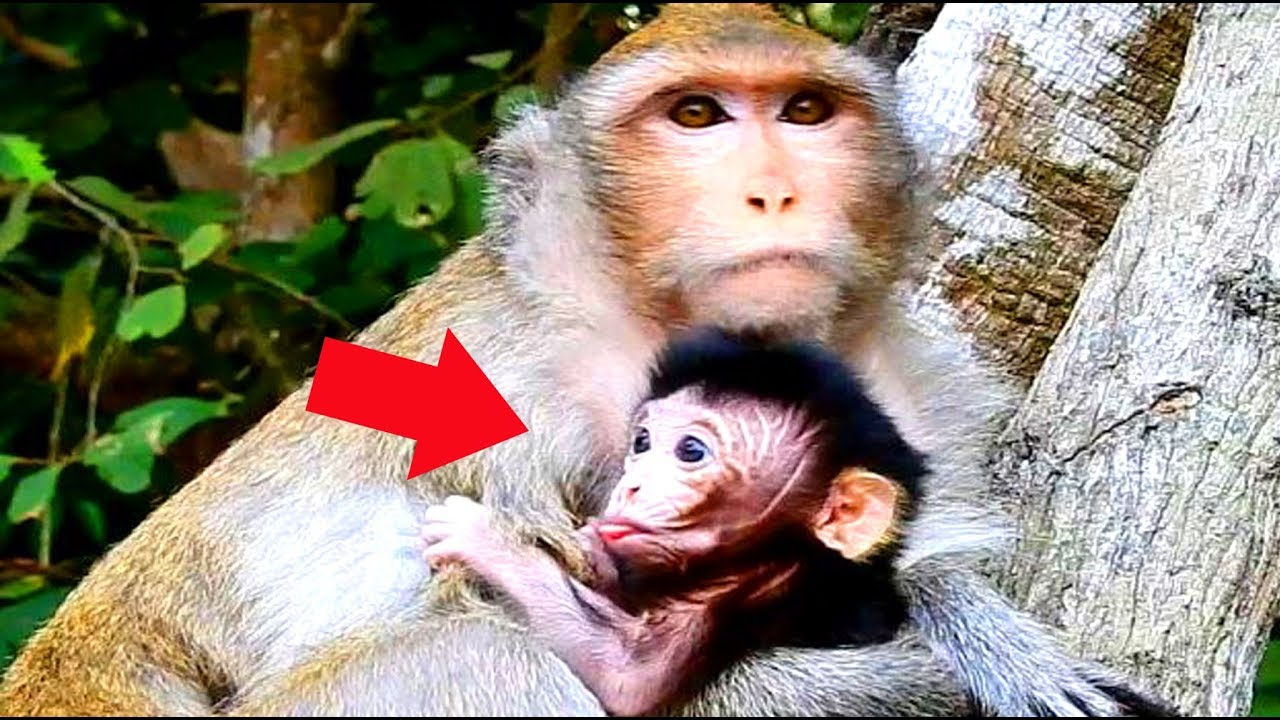 Tito Better Every Day, Funny Baby Monkey - YouTube