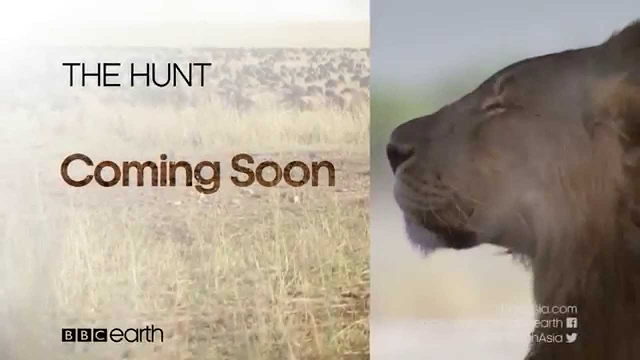 【長知識系列】Ch220 BBC Earth-The Hunt - YouTube