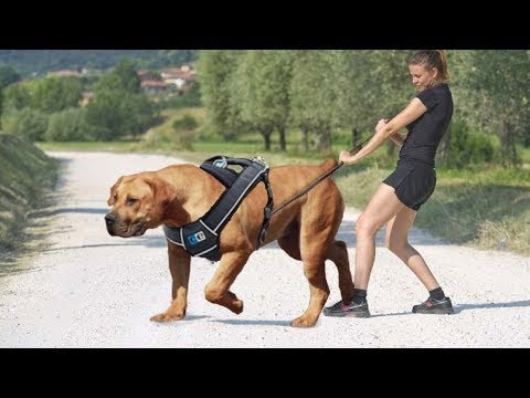Dolaştırırken Dikkat Etmeniz Gereken Köpekler (ISIRILABİLİRSİNİZ)