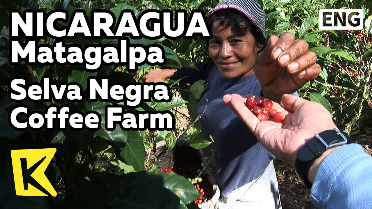 【K】Nicaragua Travel-Matagalpa[니카라과 여행-마타갈파]셀바 네그라 커피농장/Selva Negra ...