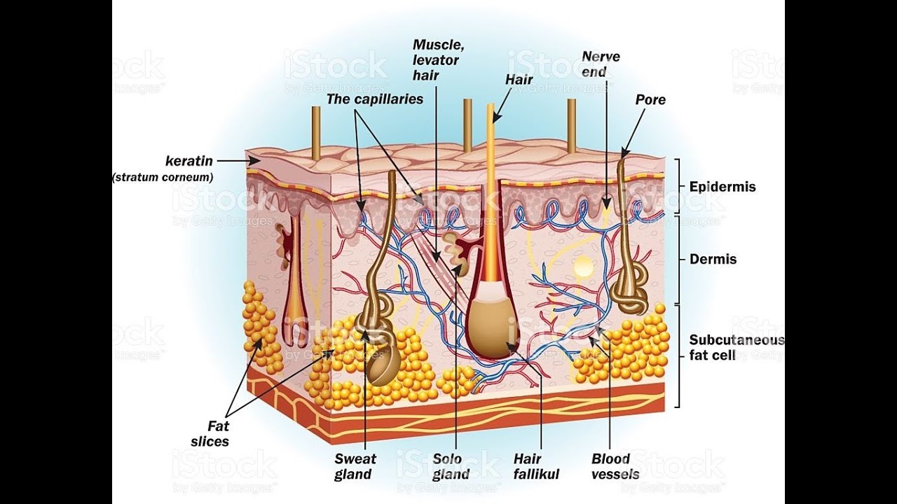 CPC Surgery (Integumentary 10004 19499) Part 2 - YouTube