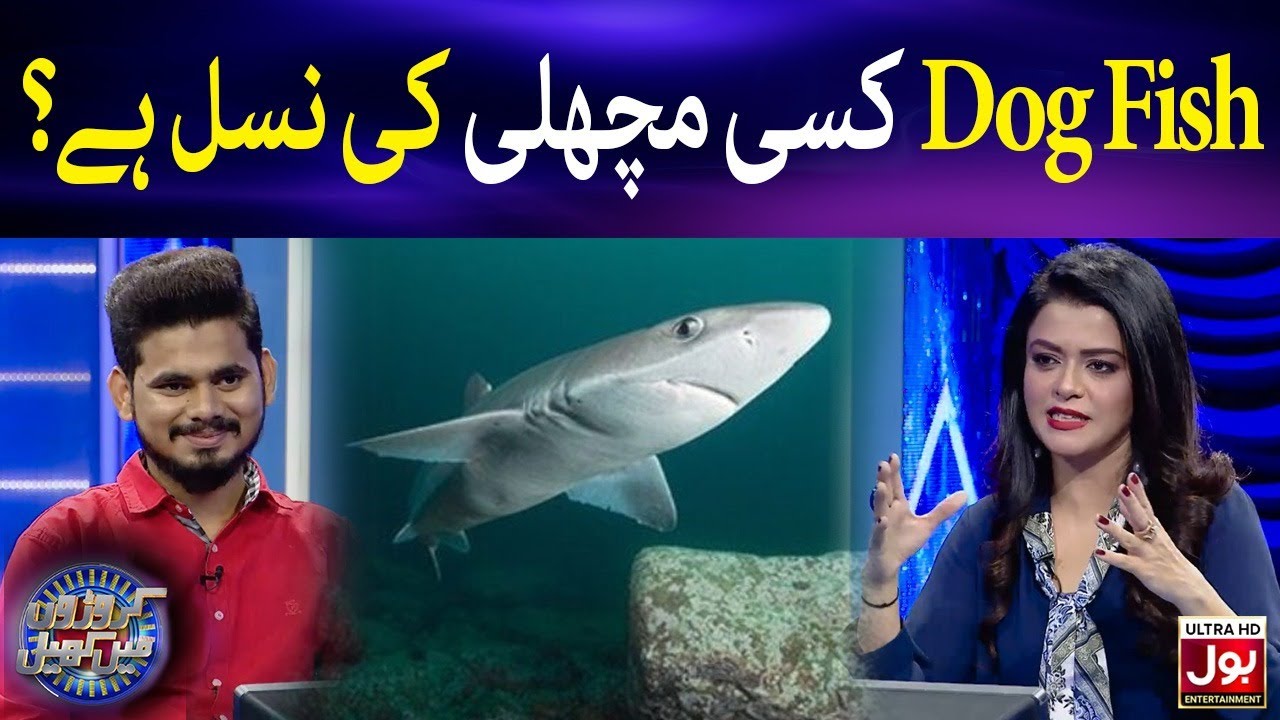 Dog Fish Kis Machli Ki Nasal Hai? | Croron Mein Khel | Maria Wasti ...