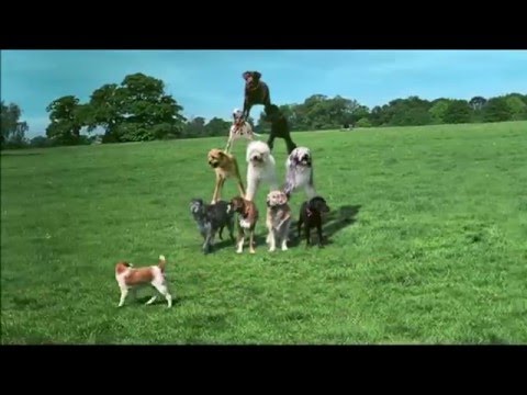 BBC One Northern Ireland - Dog Display [2008] Ident - 2016 - YouTube