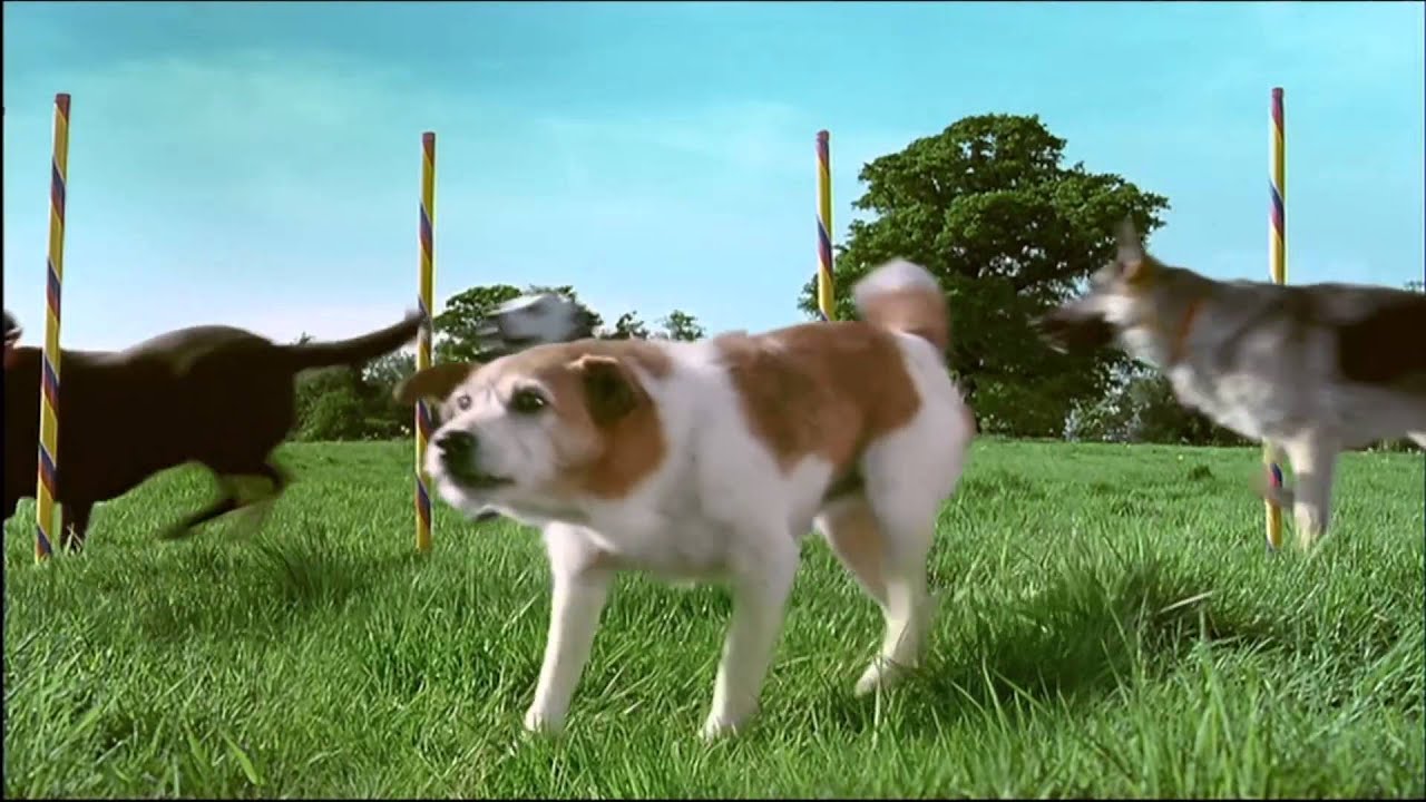 BBC One Northern Ireland - Dog Display [2008] Ident - 2016 - YouTube