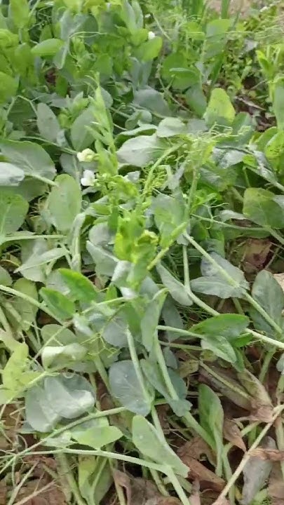 СИДЕРАТ ГОРОХ ПОМОЖЕТ УЛУЧШИТЬ ПЛОДОРОДИЕ ПОЧВЫ НА НЕСКОЛЬКО ЛЕТ ВПЕРЕД ...