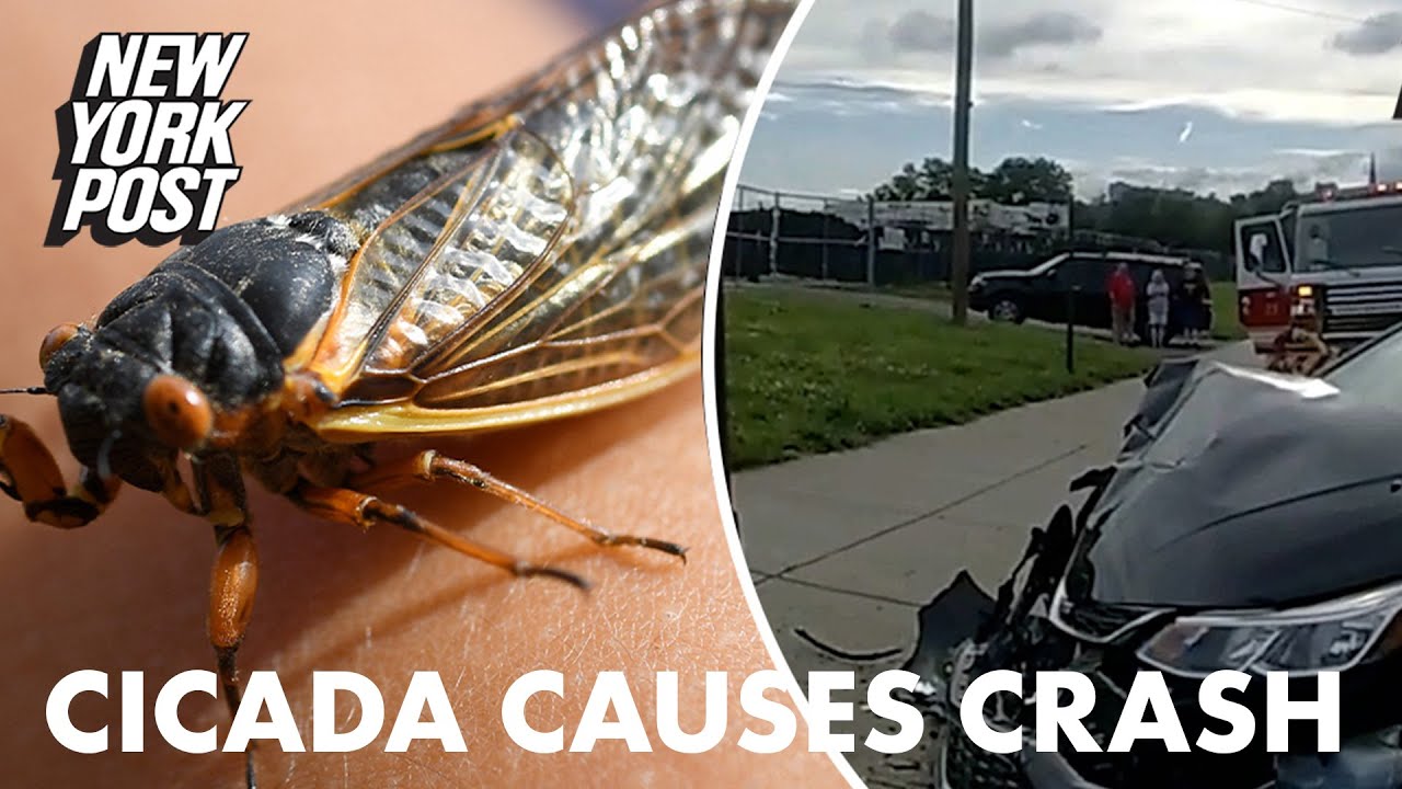 Video shows aftermath of car crash caused by rogue cicada | New York ...