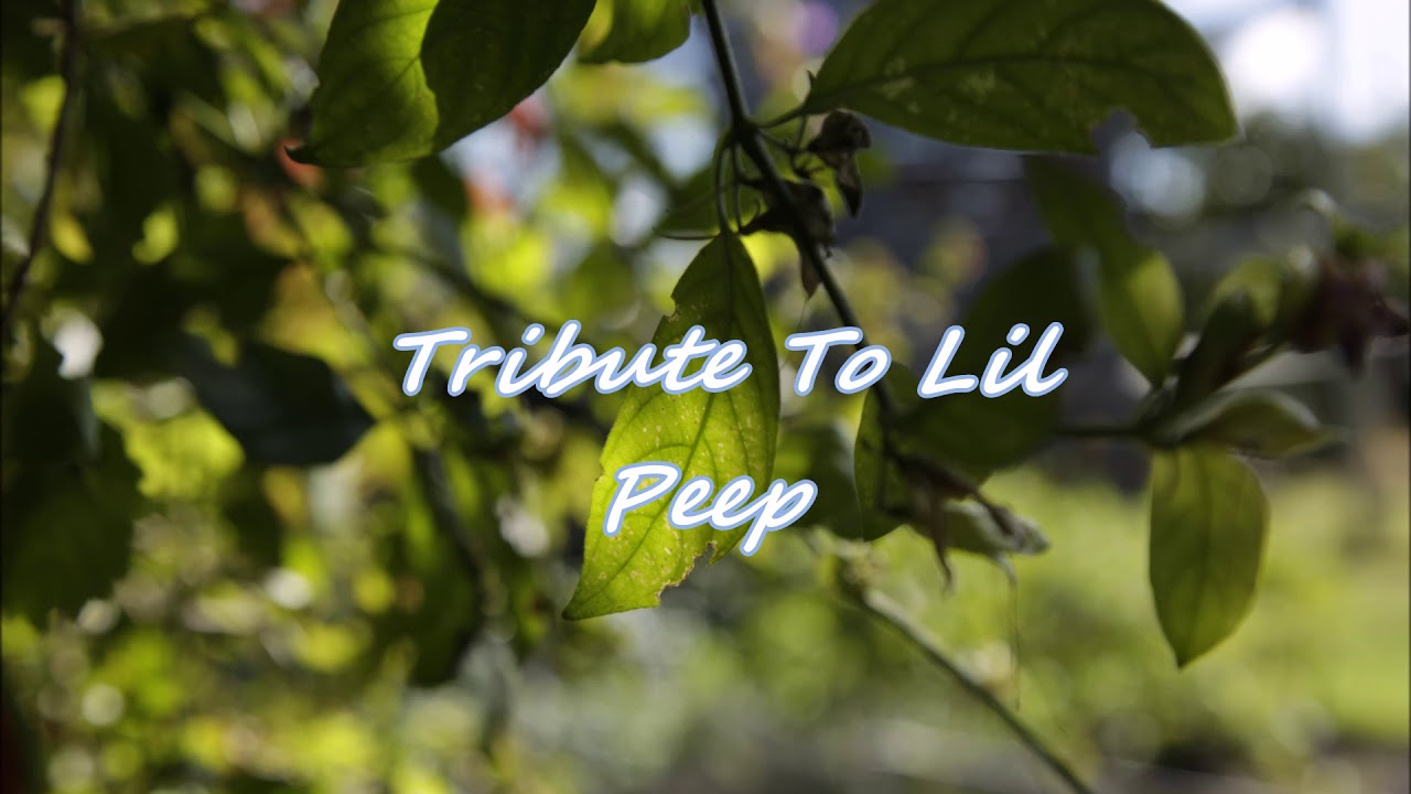 Tribute to Lil Peep (Prod. Kryptik) - Lil Flagboy - YouTube
