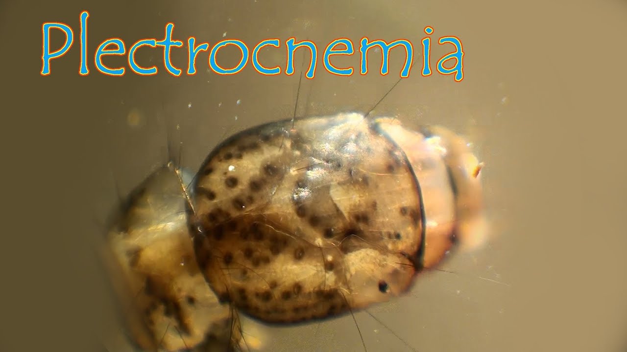 Plectrocnemia - YouTube