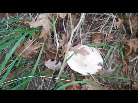 yok böyle birşey malkadın (toğum )mantar bolluğu tek ocak maşallah