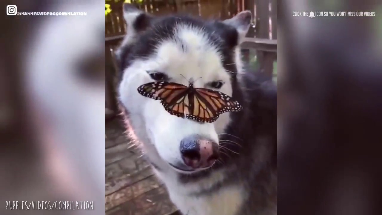 Cute and Funny Dog Moments Compilation 2019 - YouTube