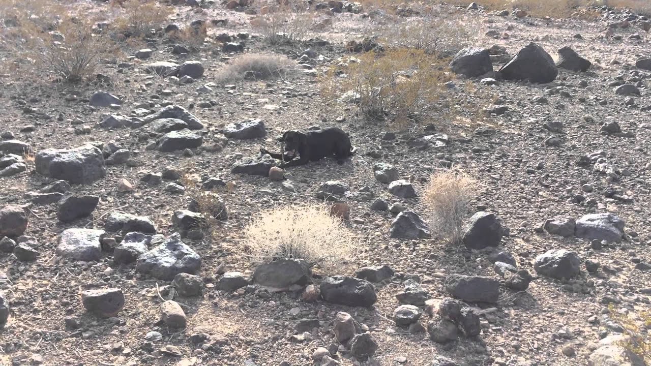 Beck chewing on her stick at Black Mountain trail - YouTube