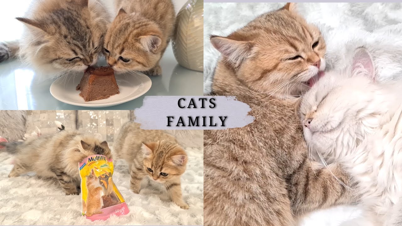 Life of Cats Family | How Cats Play and Live Together | Life With Cats ...