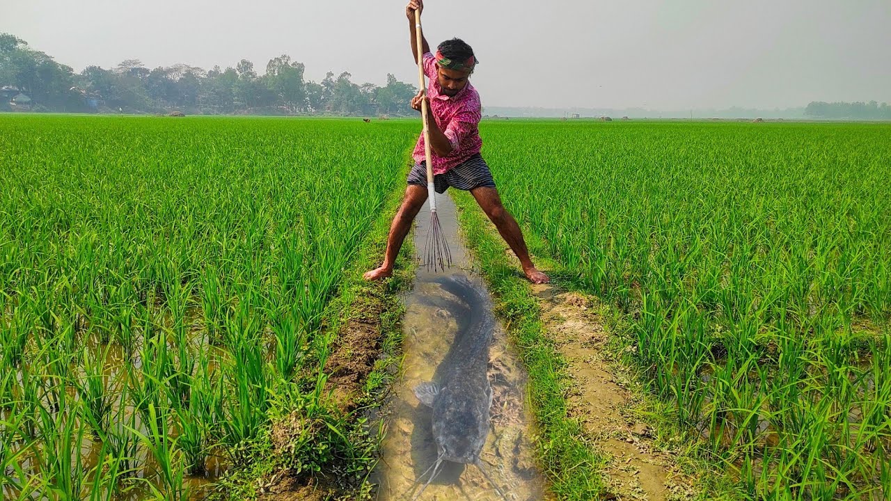 Unbelievable Drain Fishing💖Unique Fish Hunting Moment In Drain//Best ...