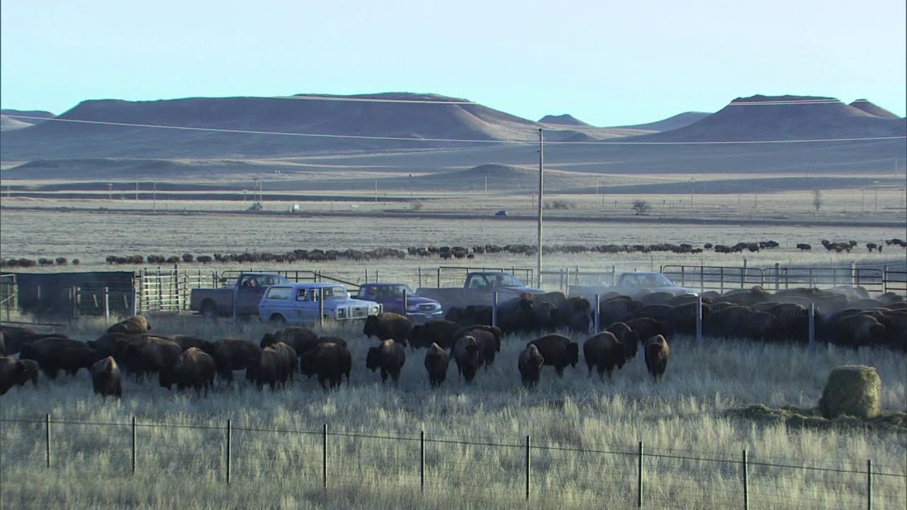 "Facing the Storm: Story of the American Bison" (2010) - Trailer #2 ...