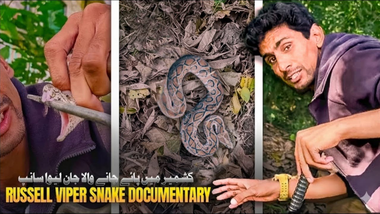 Russell Viper | Facts, Behavior & Awareness - YouTube