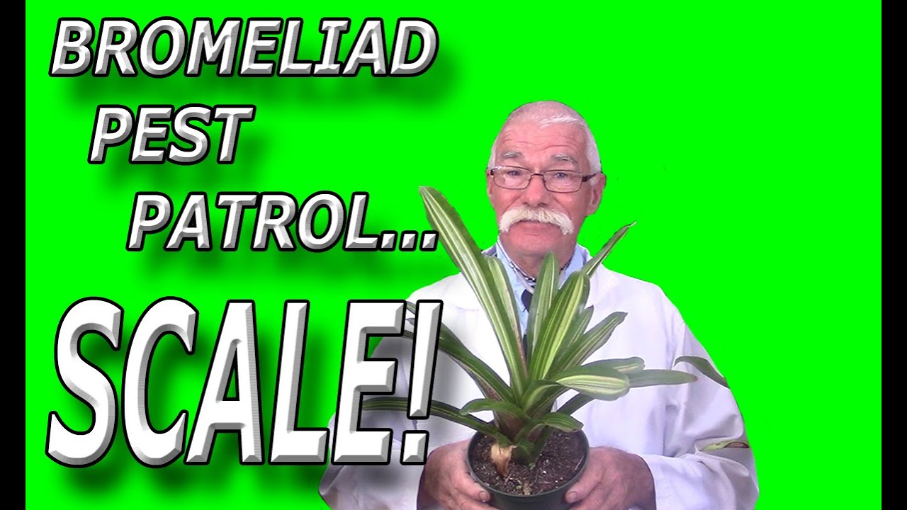 Bromeliad Pest Patrol... Scale! - YouTube