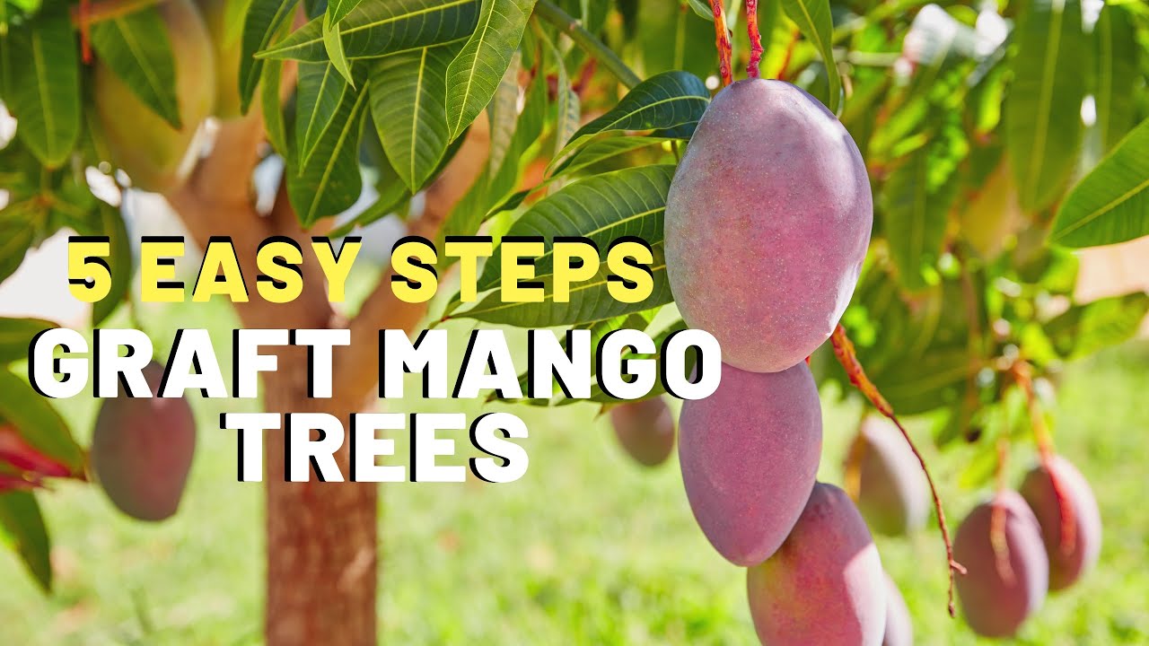 How to Graft a Mango Tree | Tutorial | Julie & Longman Mango - YouTube