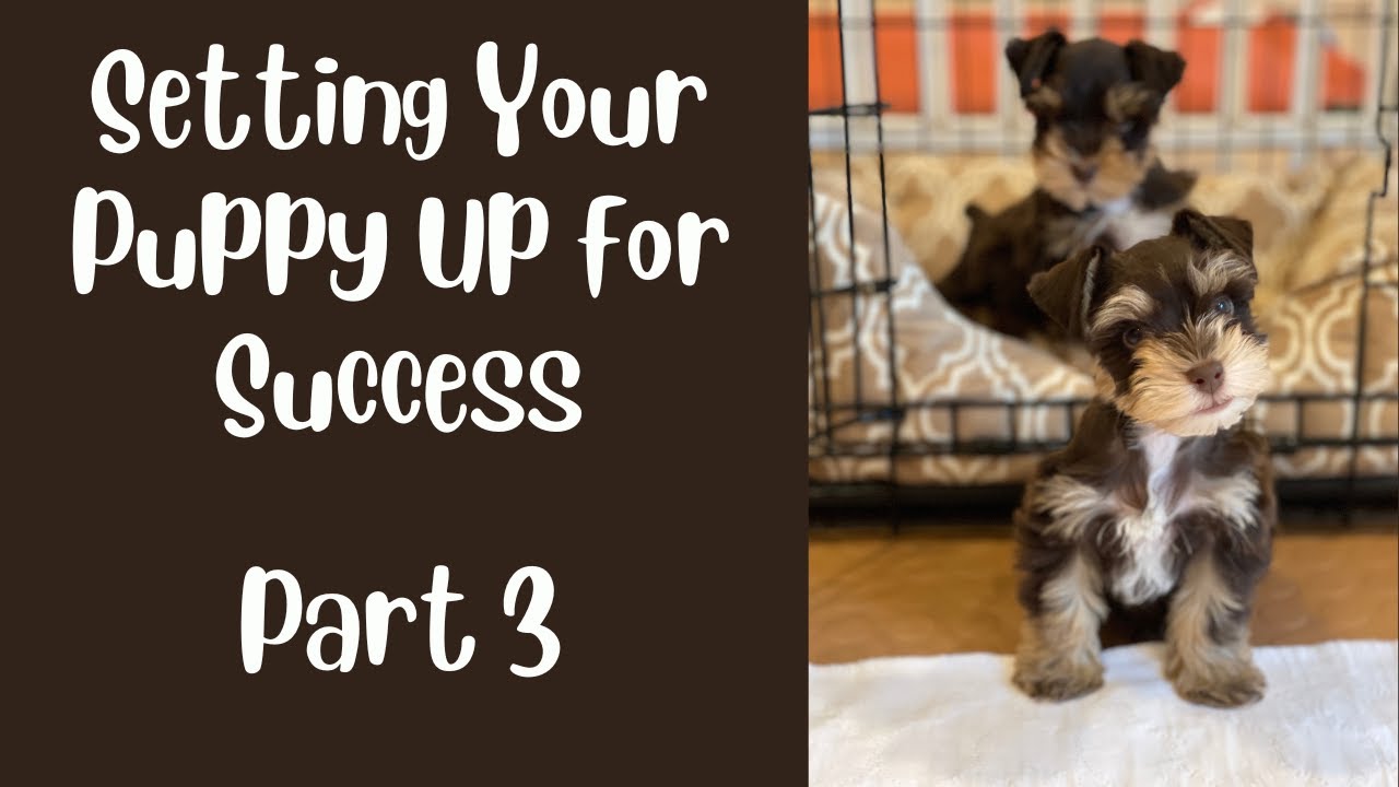 #3 - Setting Your Puppy Up For Success: All Things Puppy - YouTube