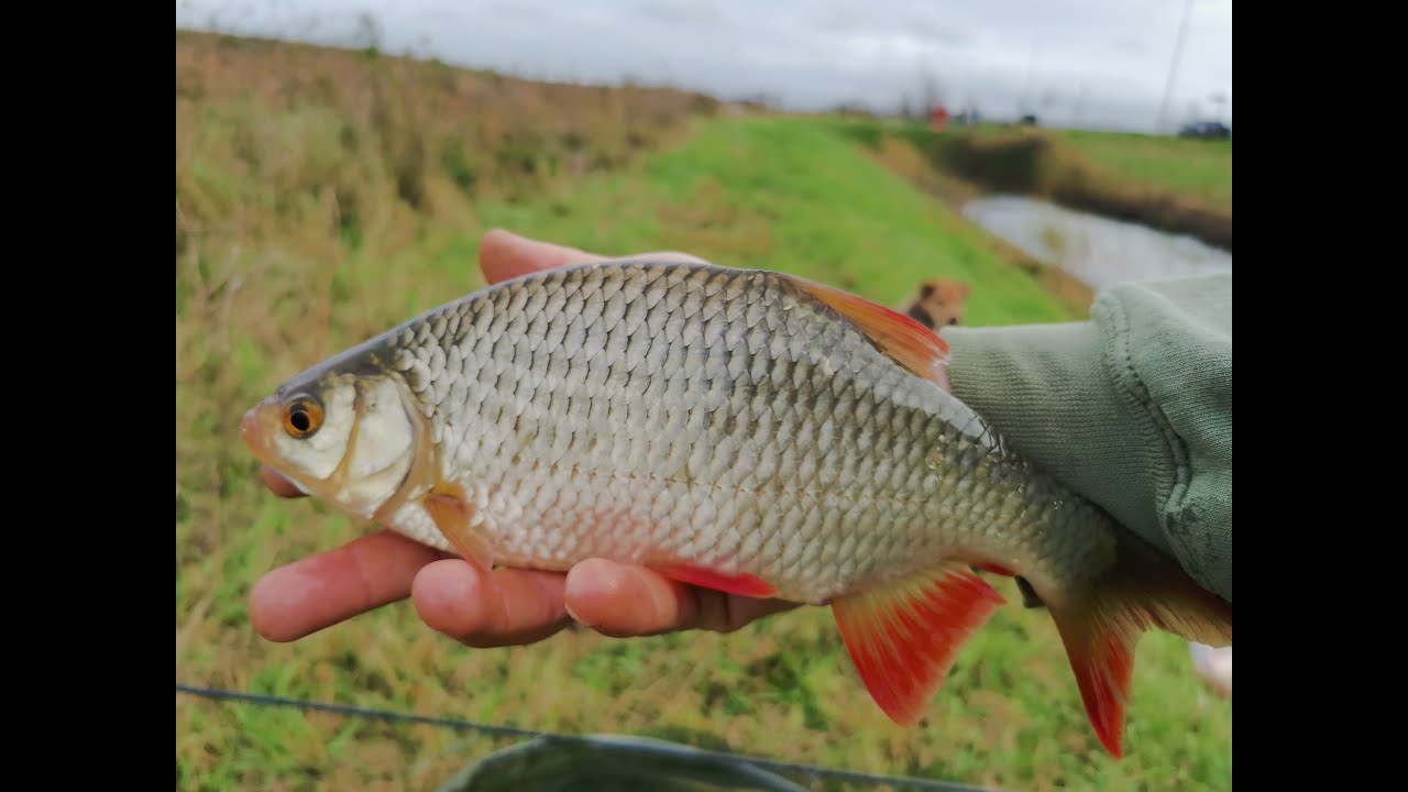 Rudd and roach fishing in ditches - YouTube
